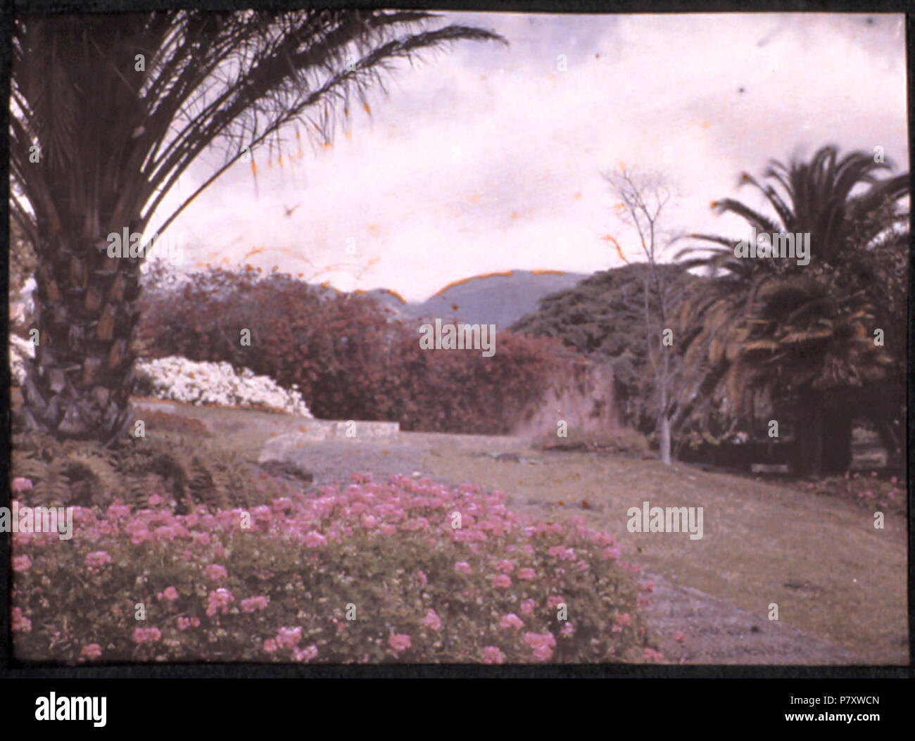 Colour Photograph (Autochrome) of a Garden with Exotic Trees in Madeira ...