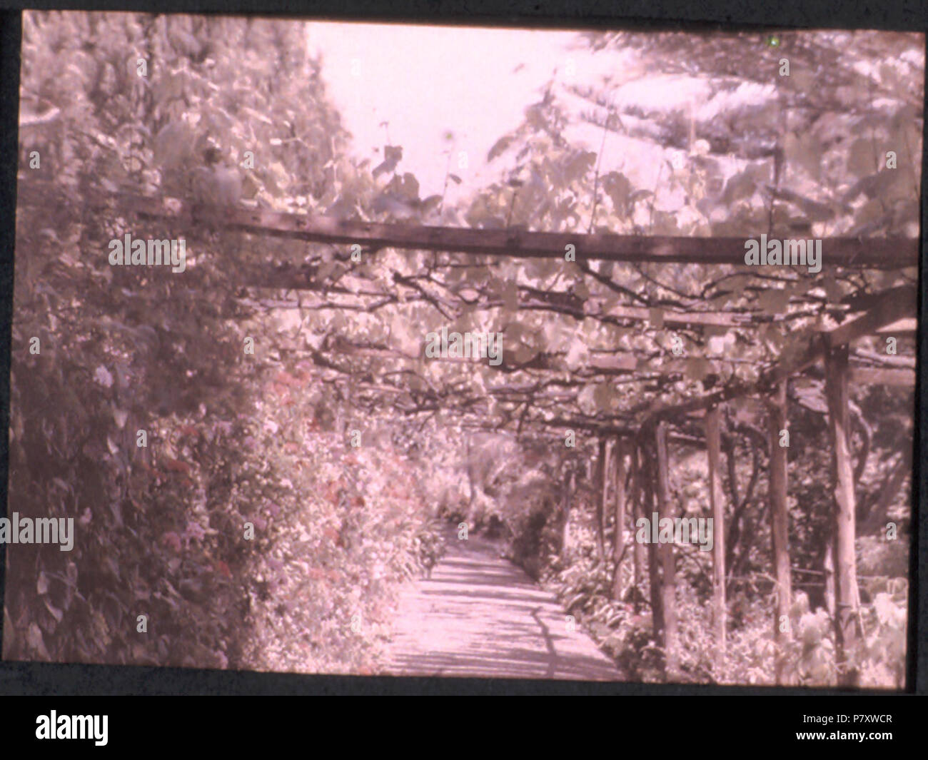 Colour Photograph (Autochrome) of a Garden with Pergola in Madeira, by ...