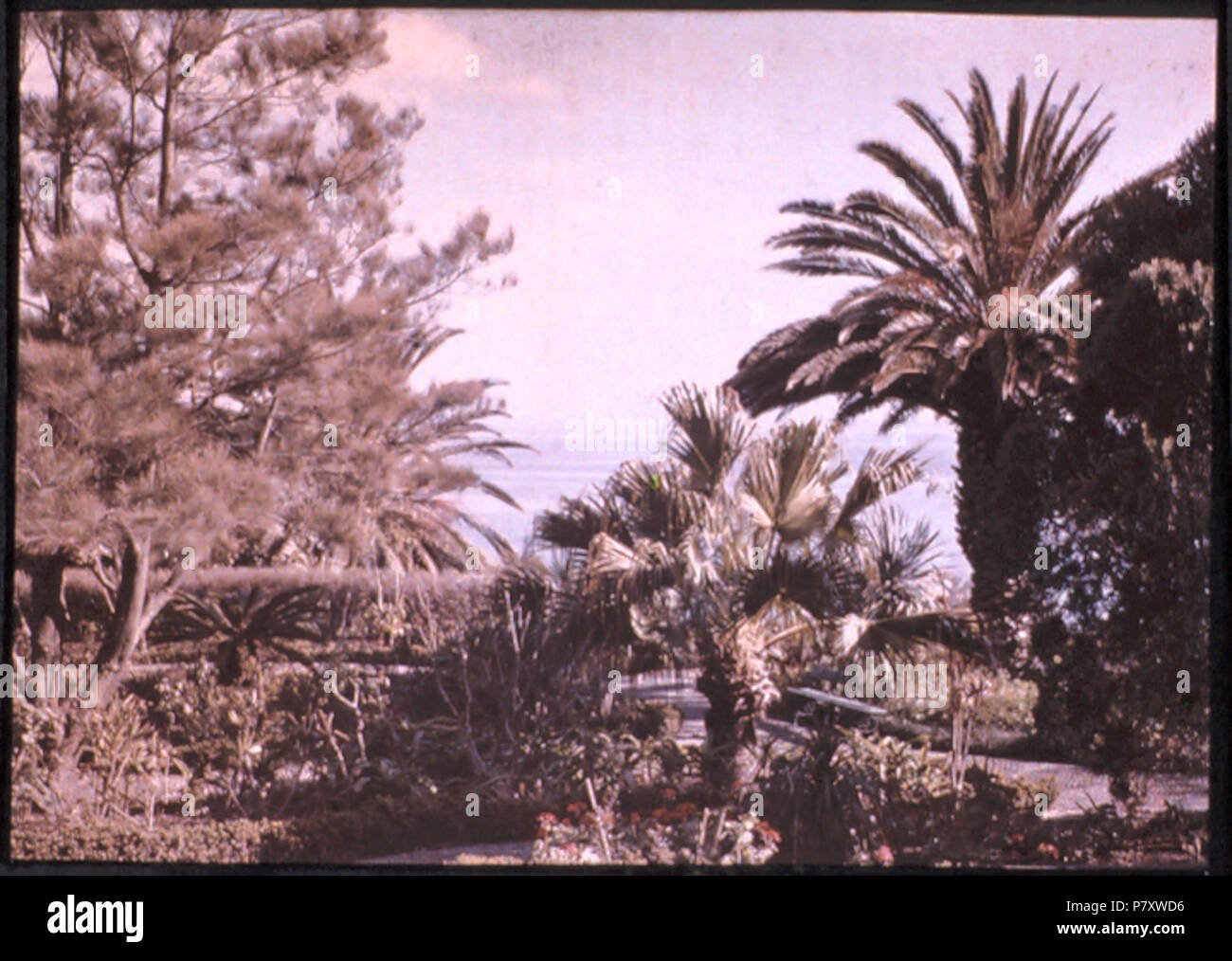 Colour Photograph (Autochrome) of a Garden with Exotic Trees in Madeira ...