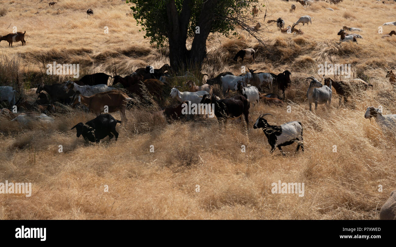 Livestock goats hi-res stock photography and images - Alamy