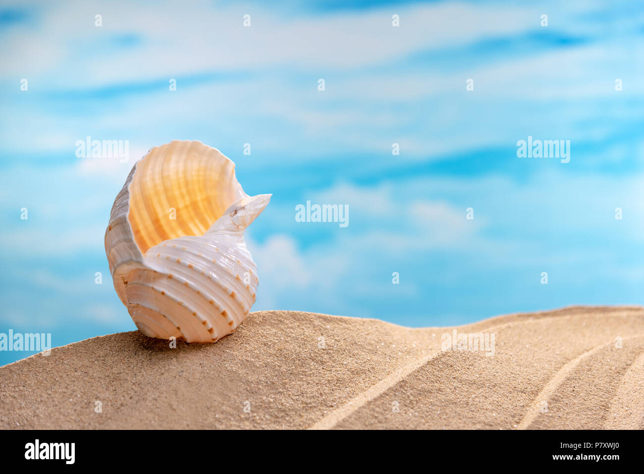 Sea shell on beach with blue sky background. Summer and Travel concept ...