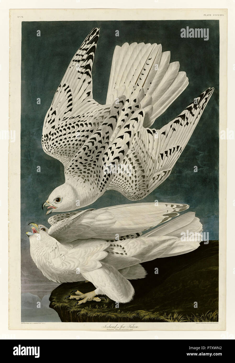 Jer falcon hi-res stock photography and images - Alamy