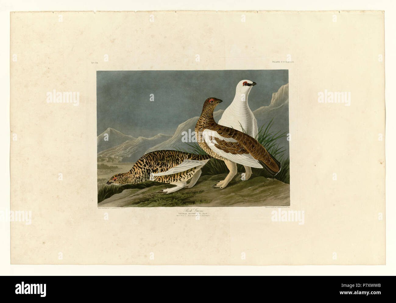 Grous hi-res stock photography and images - Alamy