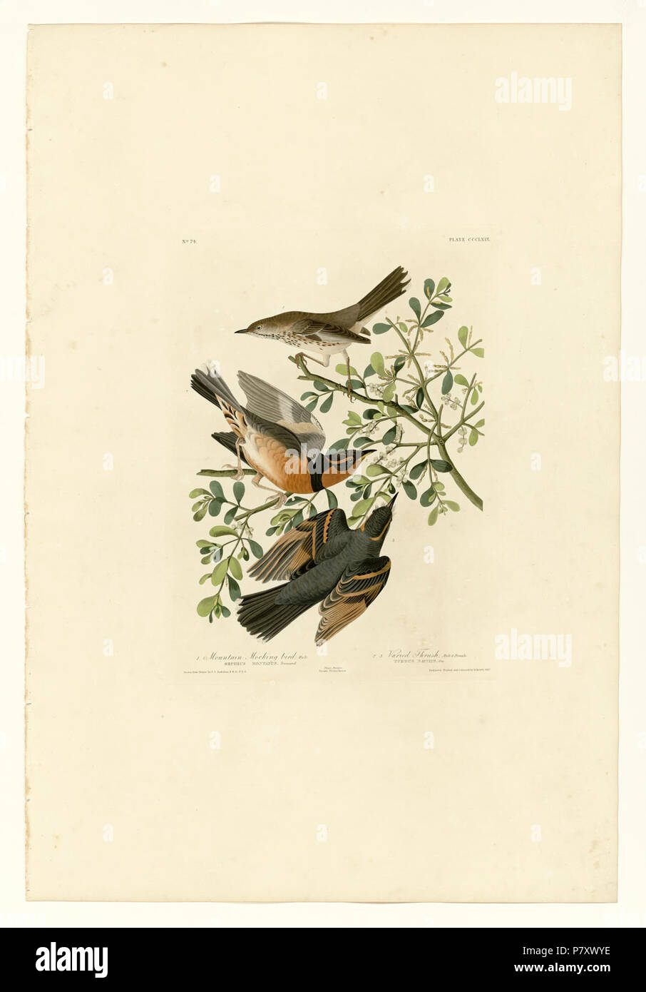 Thrush bird historical hi-res stock photography and images - Alamy
