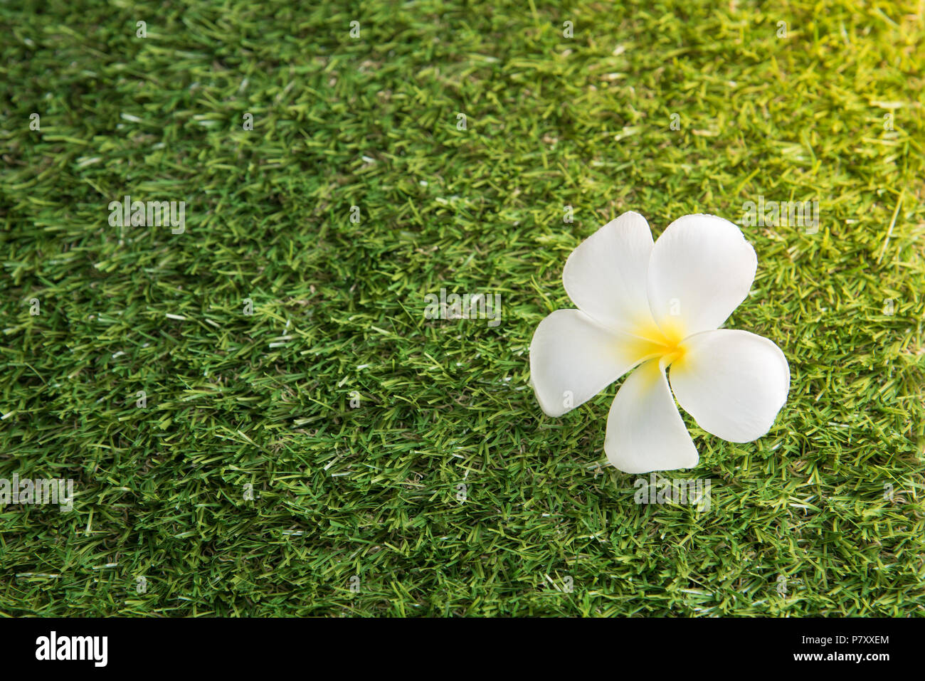 Tropical flower on grass field hi-res stock photography and images - Alamy