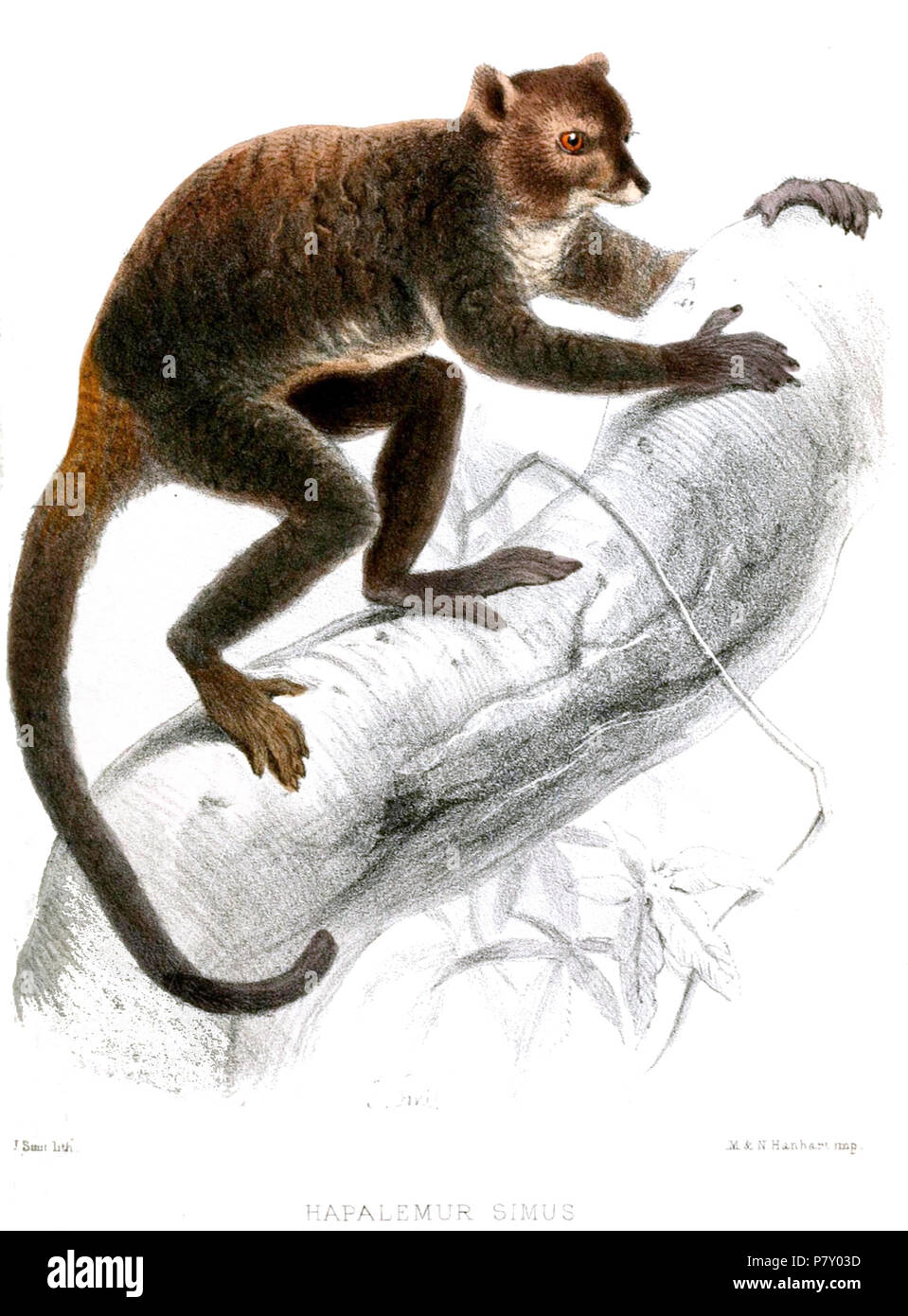 Hapalemur simus hi-res stock photography and images - Alamy