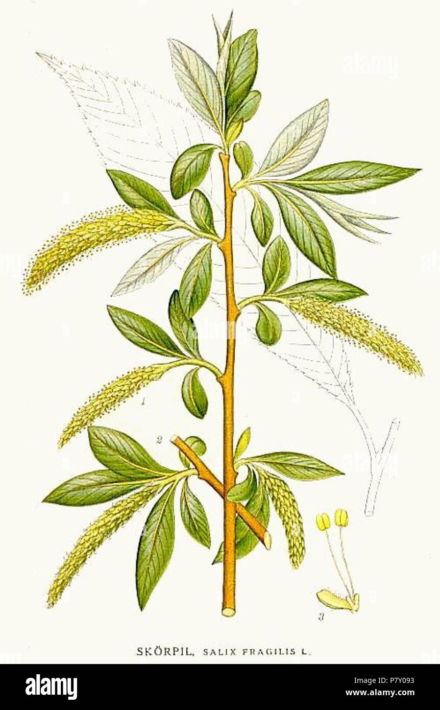 381 Salix fragilis Stock Photo - Alamy