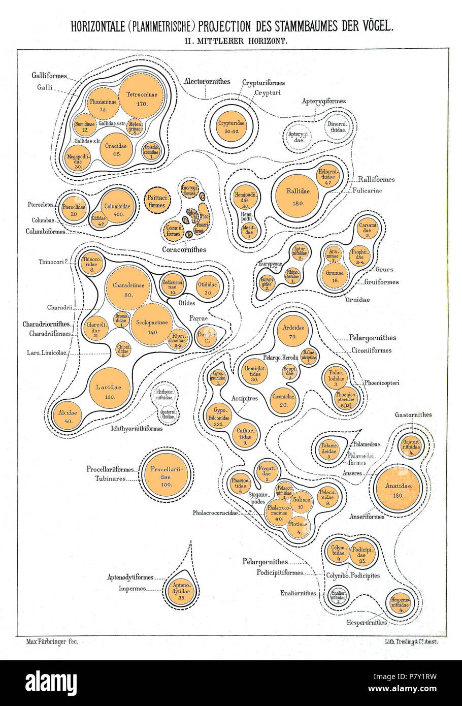 Phylogenetic tree hi-res stock photography and images - Alamy