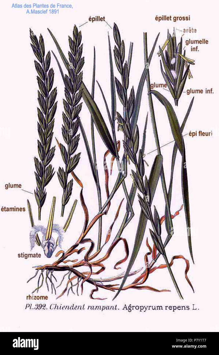 Agropyrum repens hi-res stock photography and images - Alamy