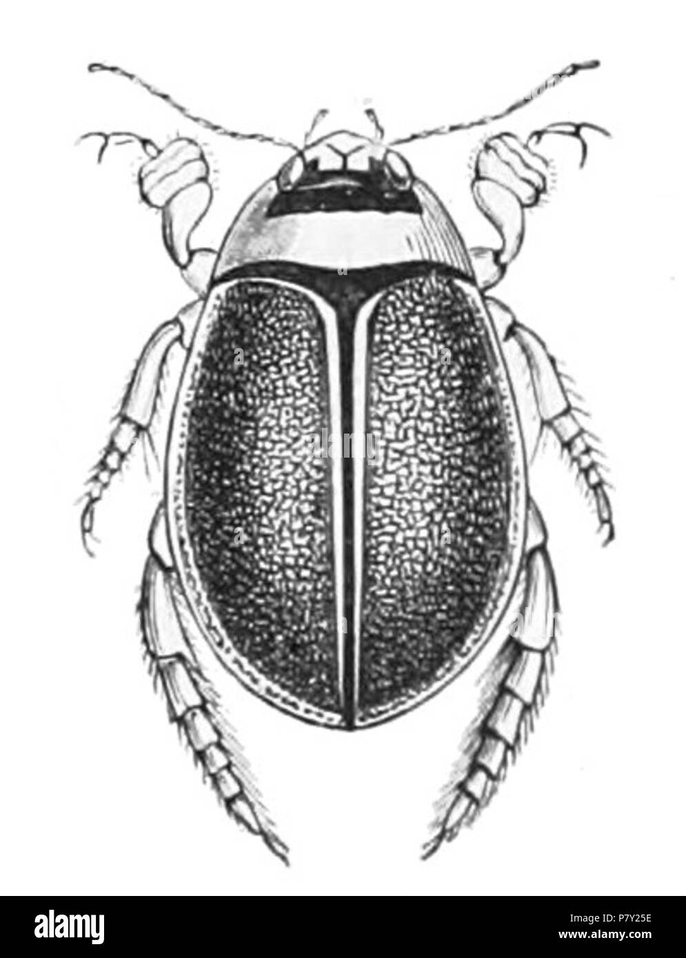 Aquatic insect insects Black and White Stock Photos & Images - Alamy