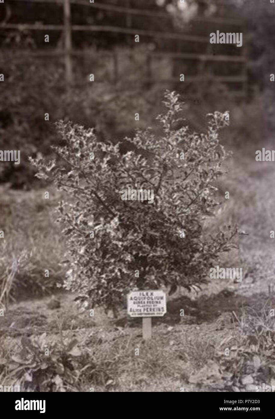 Alice perkins hi-res stock photography and images - Alamy