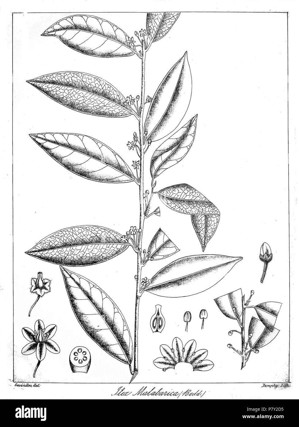 Holly and berries drawing illustration Black and White Stock Photos ...