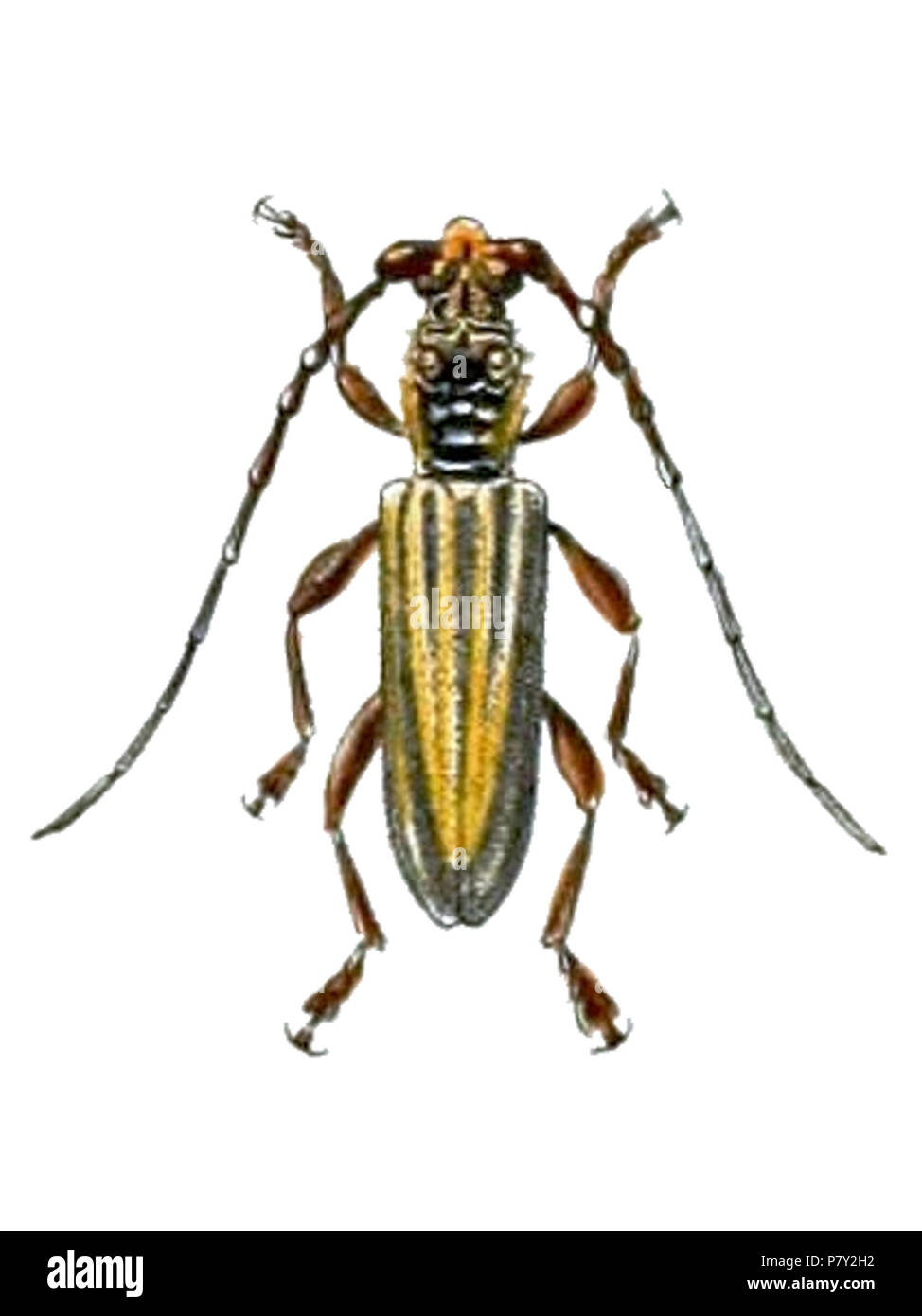 203 Cut Out Stock Images & Pictures - Alamy