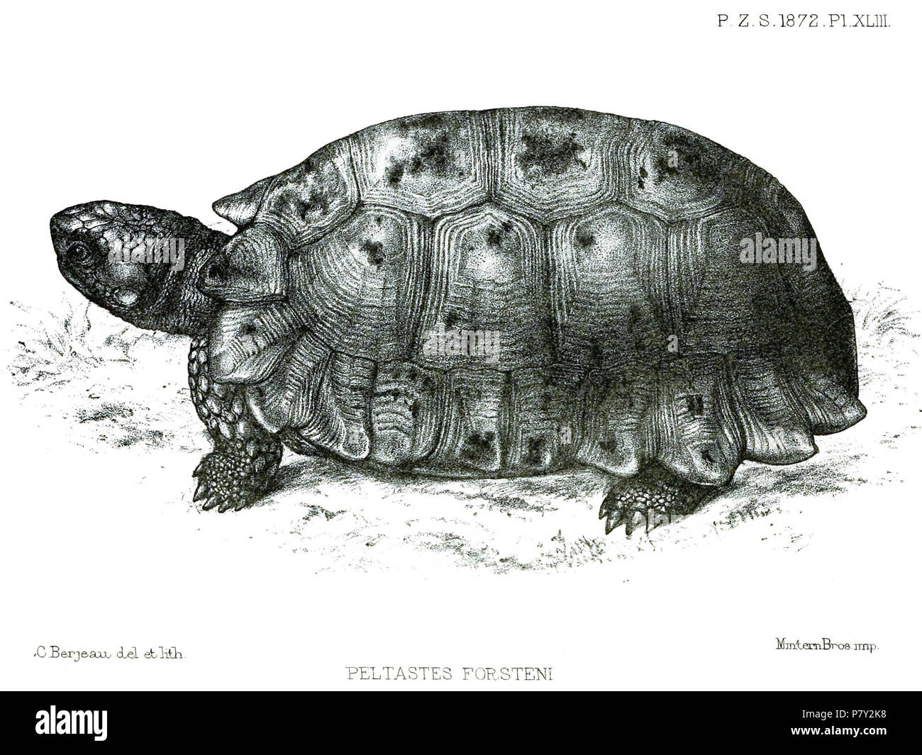 Indotestudo forstenii hi-res stock photography and images - Alamy