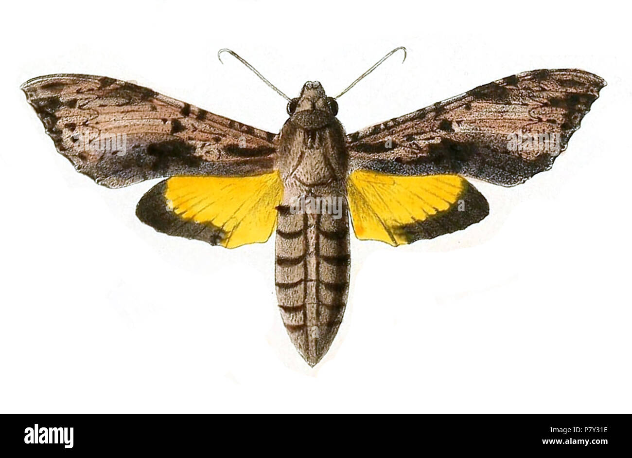 205 Isognathus leachii Stock Photo - Alamy