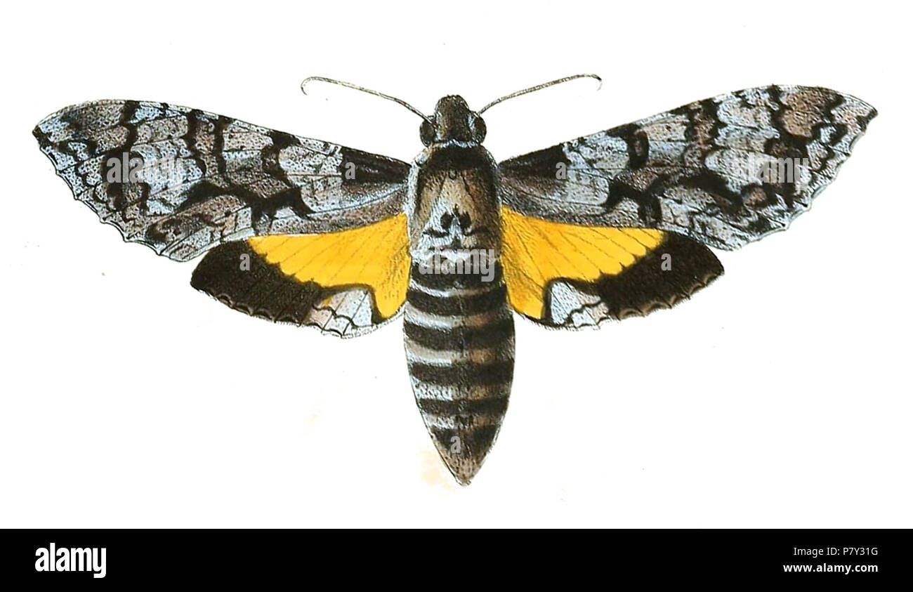 205 Isognathus menechus Stock Photo - Alamy