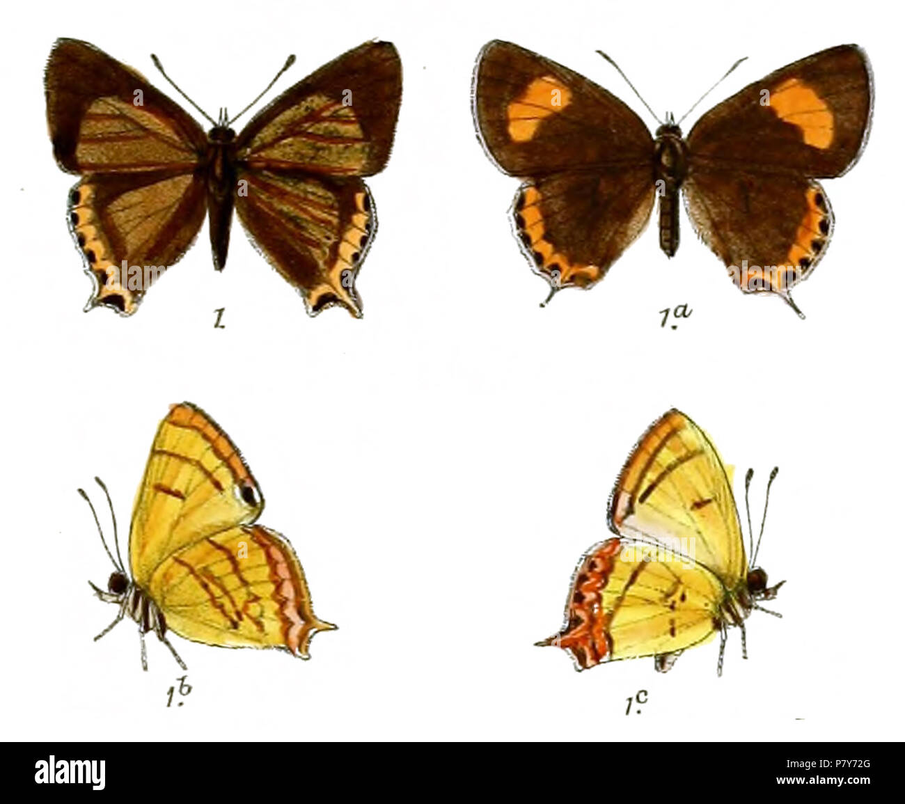 Sunbeam family Cut Out Stock Images & Pictures - Alamy