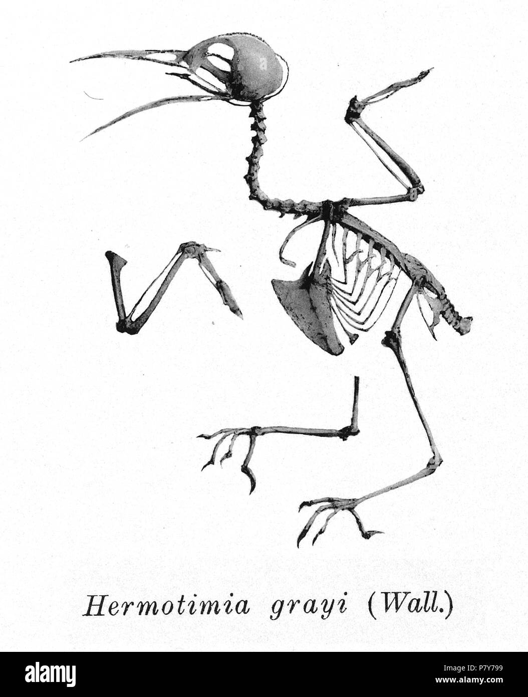 Bird skeletons. Note that the current scientific names need to be ...