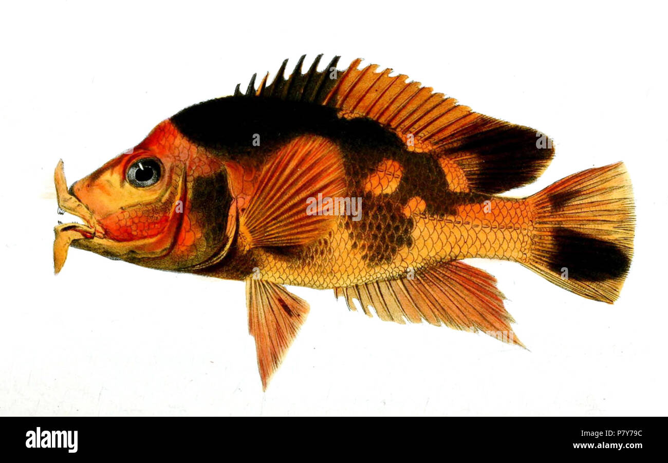 Heros labiatus = Amphilophus labiatus (Günther, 1864) English: Red ...