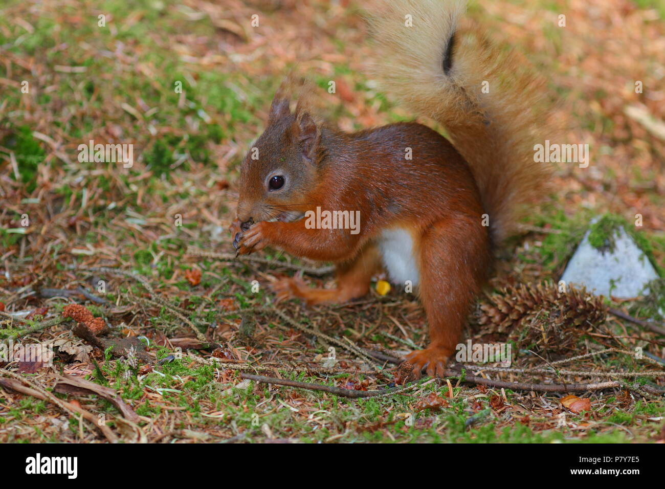 A Red Squirrel at Snaizeholme viewing poiint. Snaizeholme Red Squirrel ...