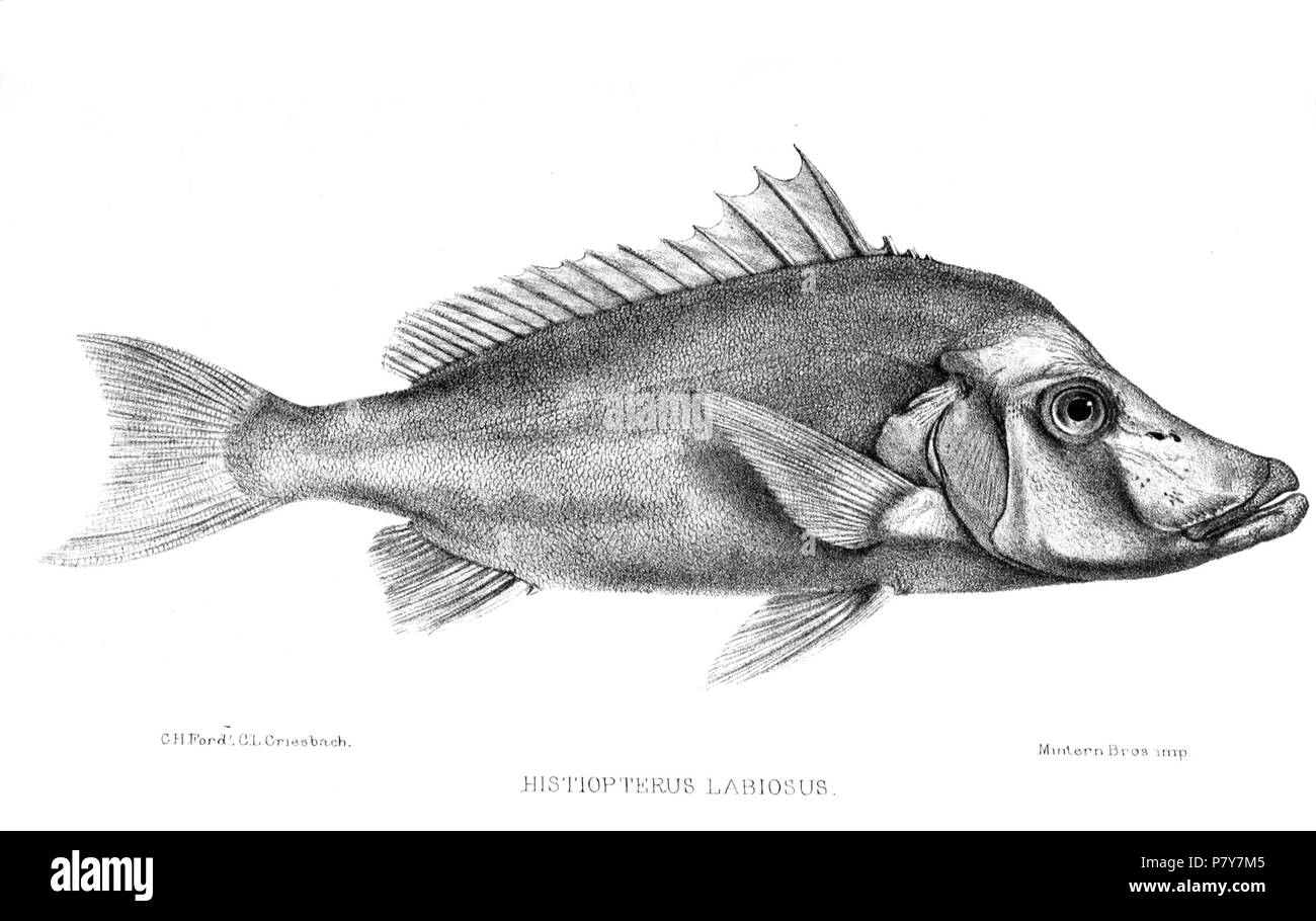 Histiopterus Black and White Stock Photos & Images - Alamy