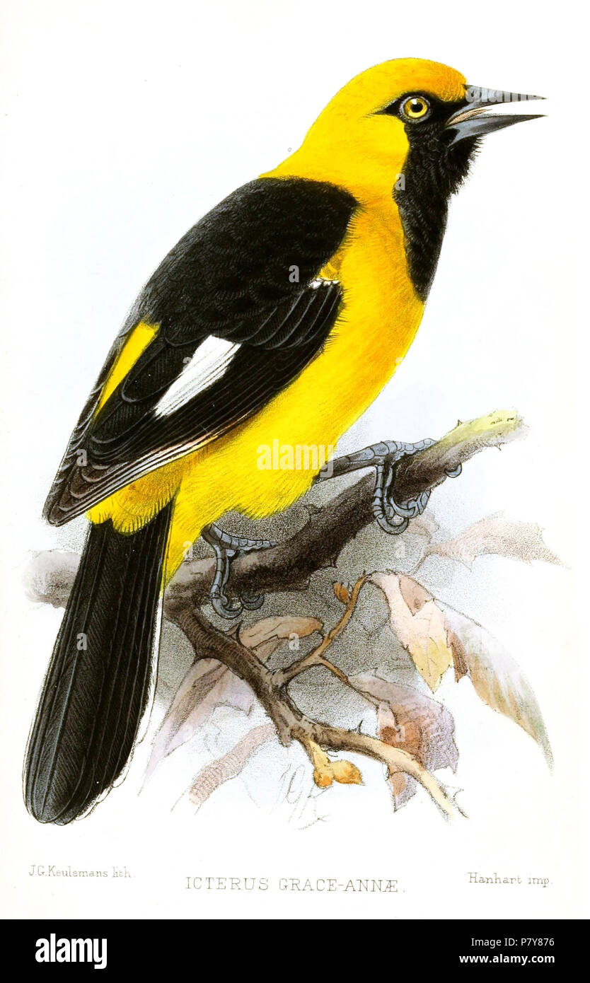 Icterus icterus Cut Out Stock Images & Pictures - Alamy
