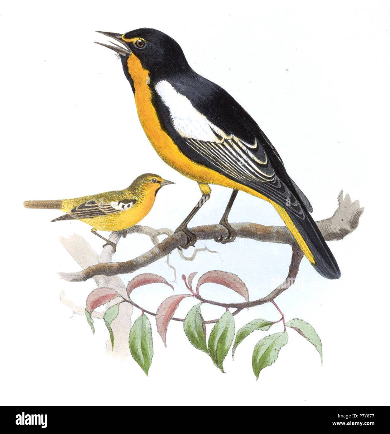 Icterus abeillei . 1869 202 IcterusAbeillaeiSmit Stock Photo - Alamy