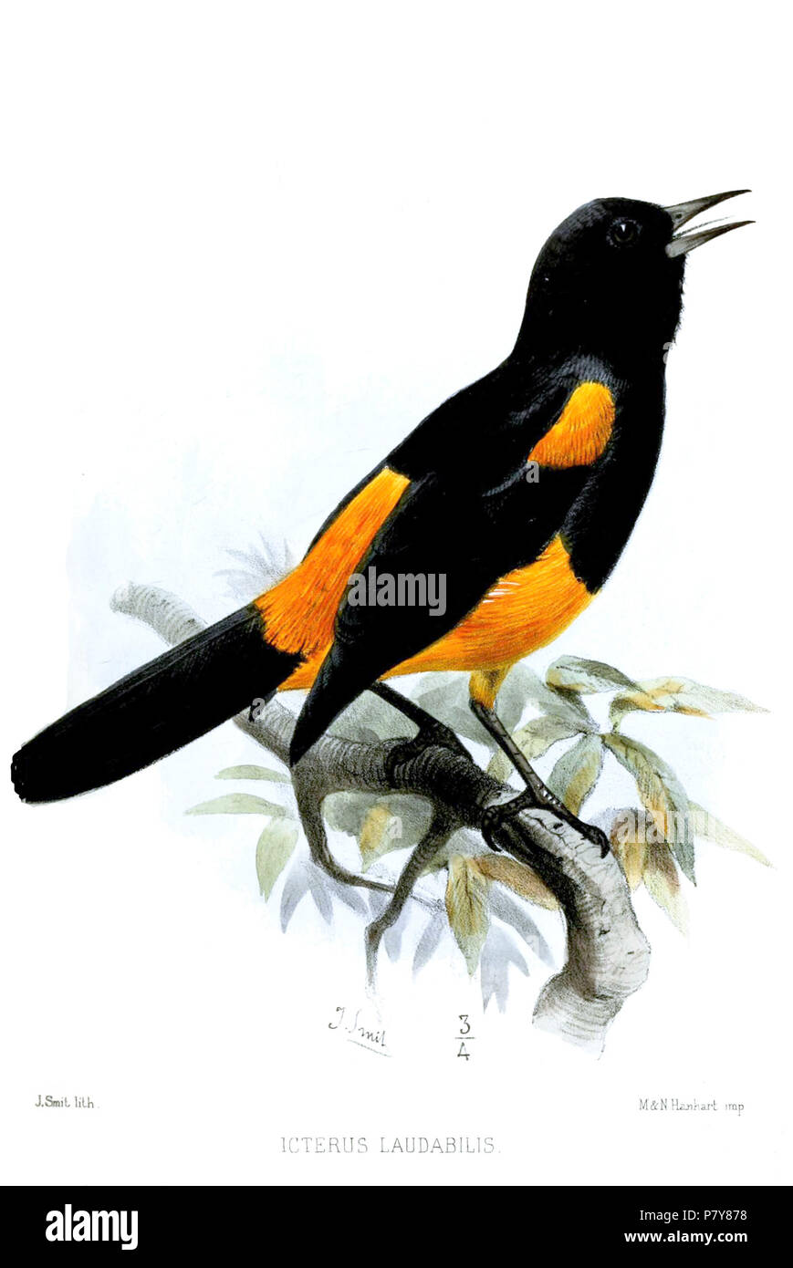 St lucia oriole hi-res stock photography and images - Alamy