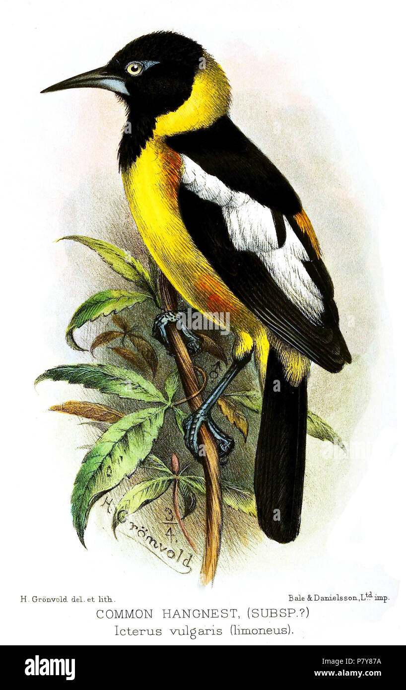 Icterus vulgaris = Icterus icterus (bird name has changed, please help ...