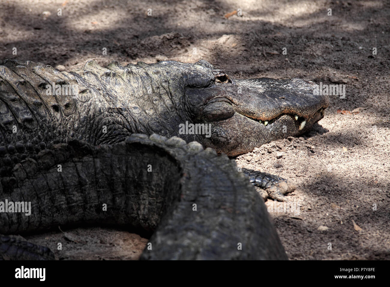 Alligator on sand hi-res stock photography and images - Alamy