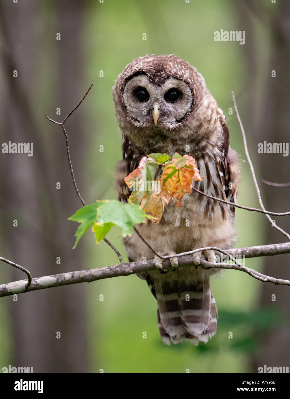 Barred owl nest hi-res stock photography and images - Alamy