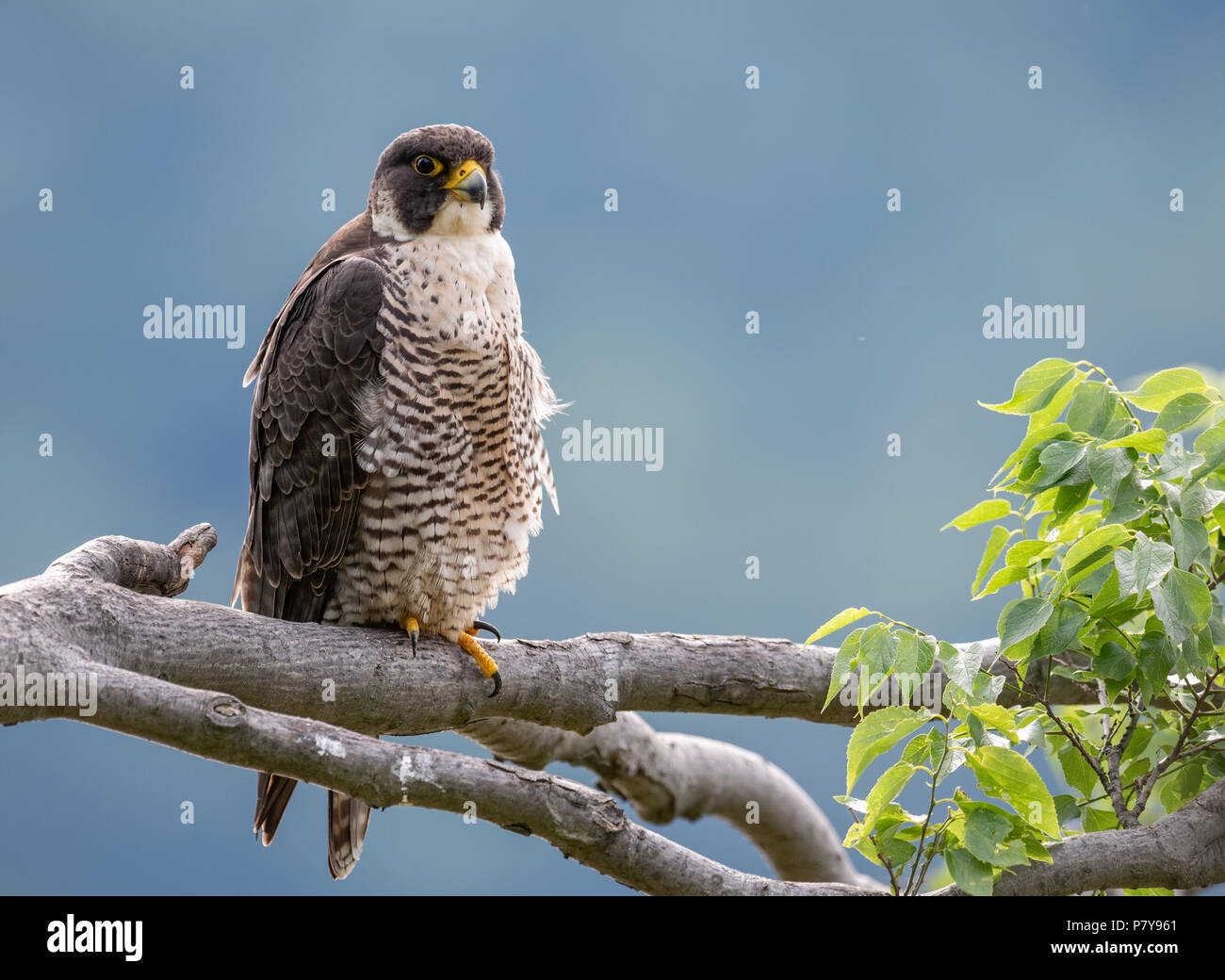 Peregrine falcon birds canada hi-res stock photography and images - Alamy