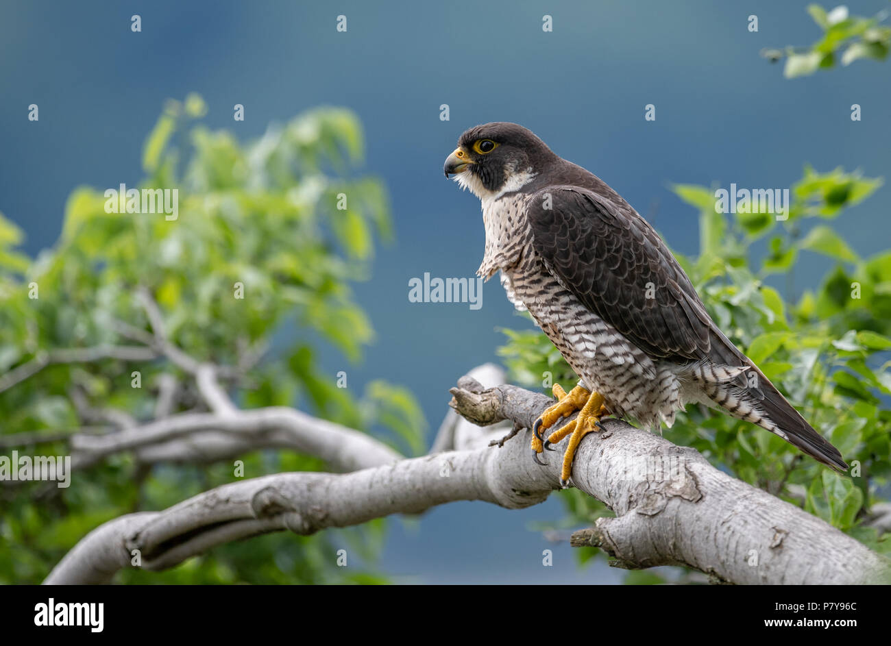 Peregrine falcon birds canada hi-res stock photography and images - Alamy