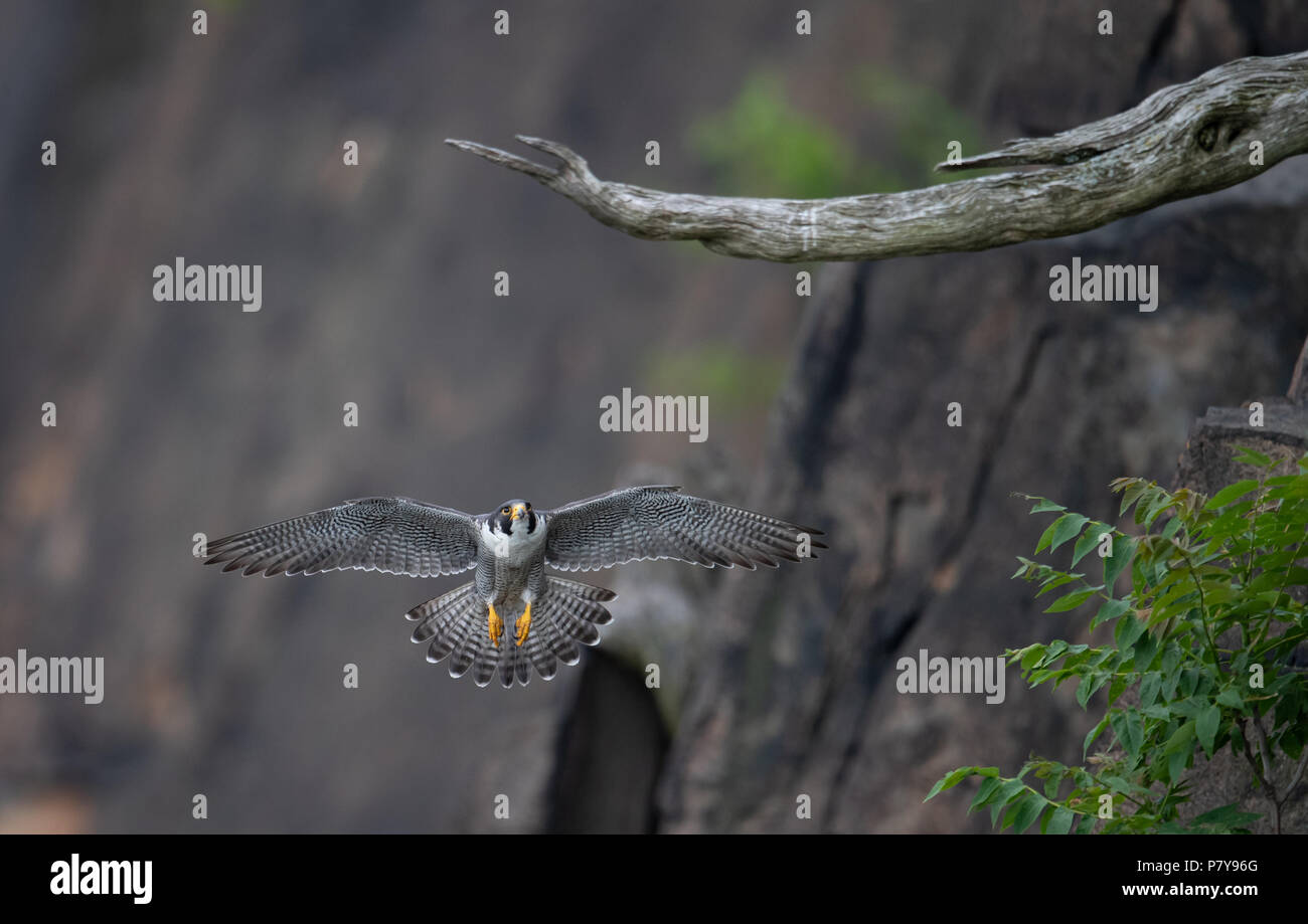 Peregrine hi-res stock photography and images - Alamy