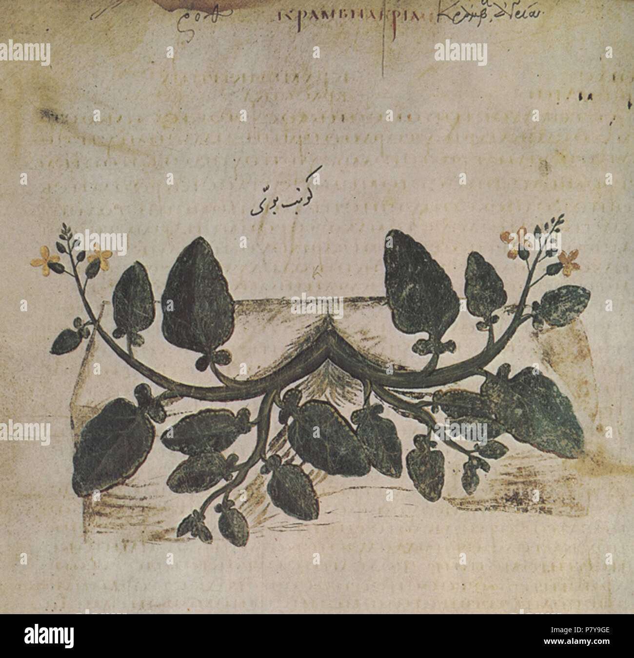 Agria hi-res stock photography and images - Alamy