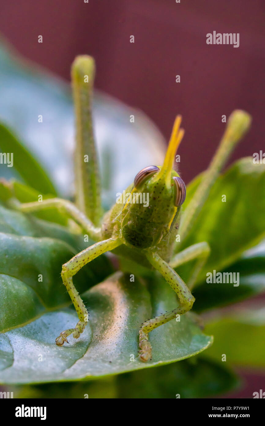 Plant eating bugs hi-res stock photography and images - Alamy