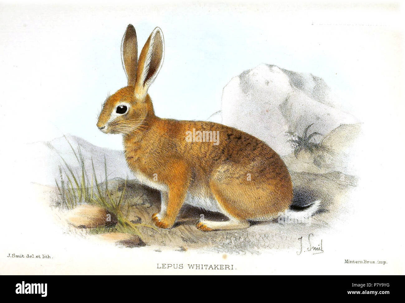 Genus lepus hi-res stock photography and images - Alamy