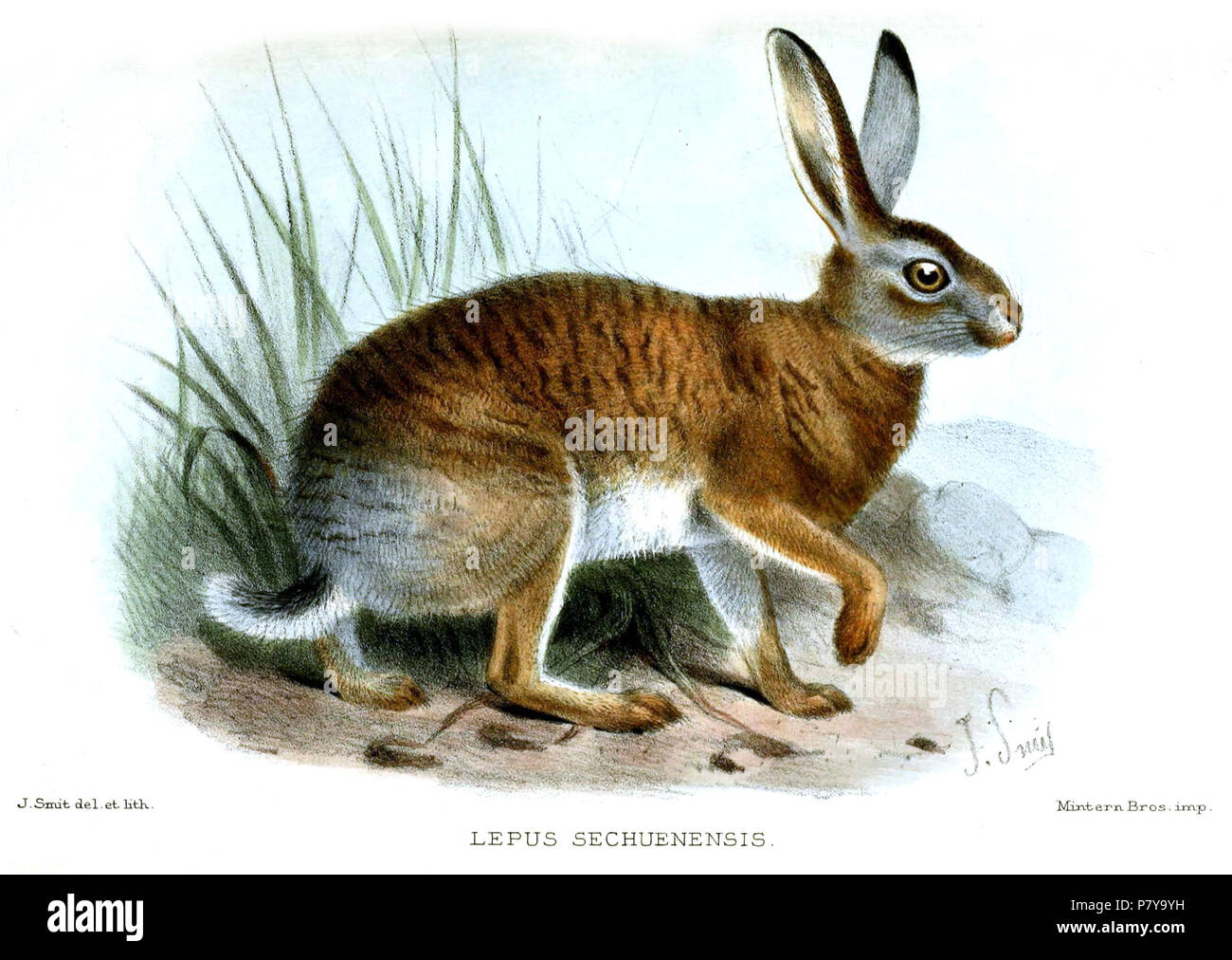 Hare species Cut Out Stock Images & Pictures - Alamy