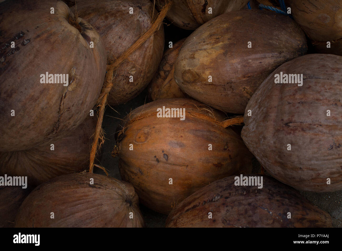 Coconut tree parts hi-res stock photography and images - Alamy