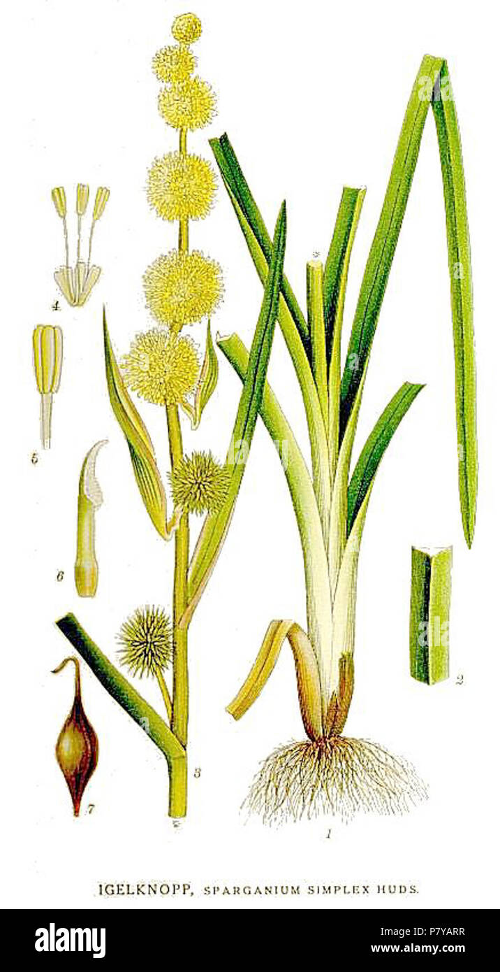 Sparganium simplex hi-res stock photography and images - Alamy