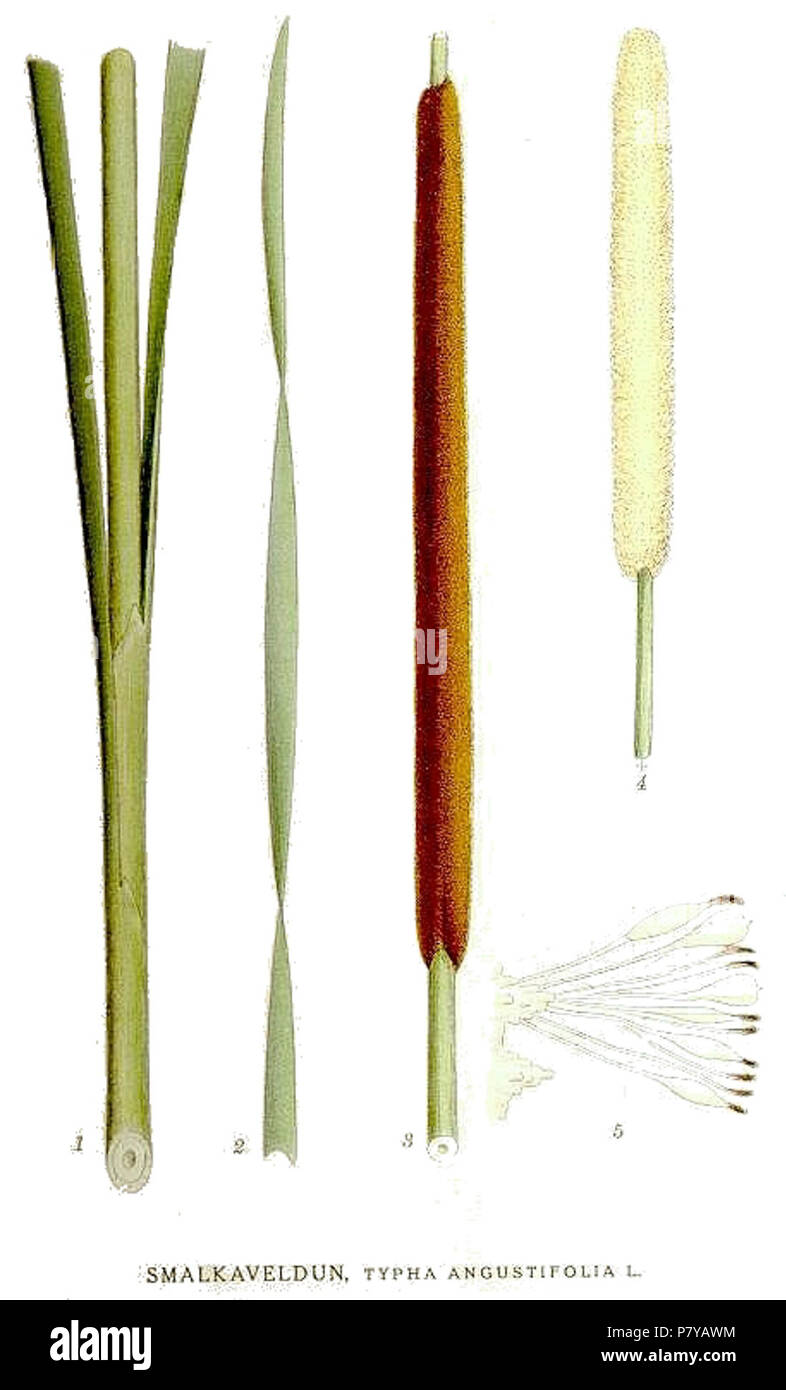 494 Typha angustifolia Stock Photo - Alamy