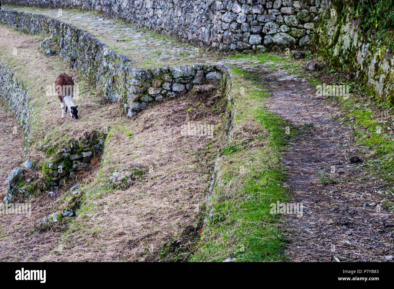 Alpaca eating on ancient Inca farming terrace on the Inca Trail. No ...