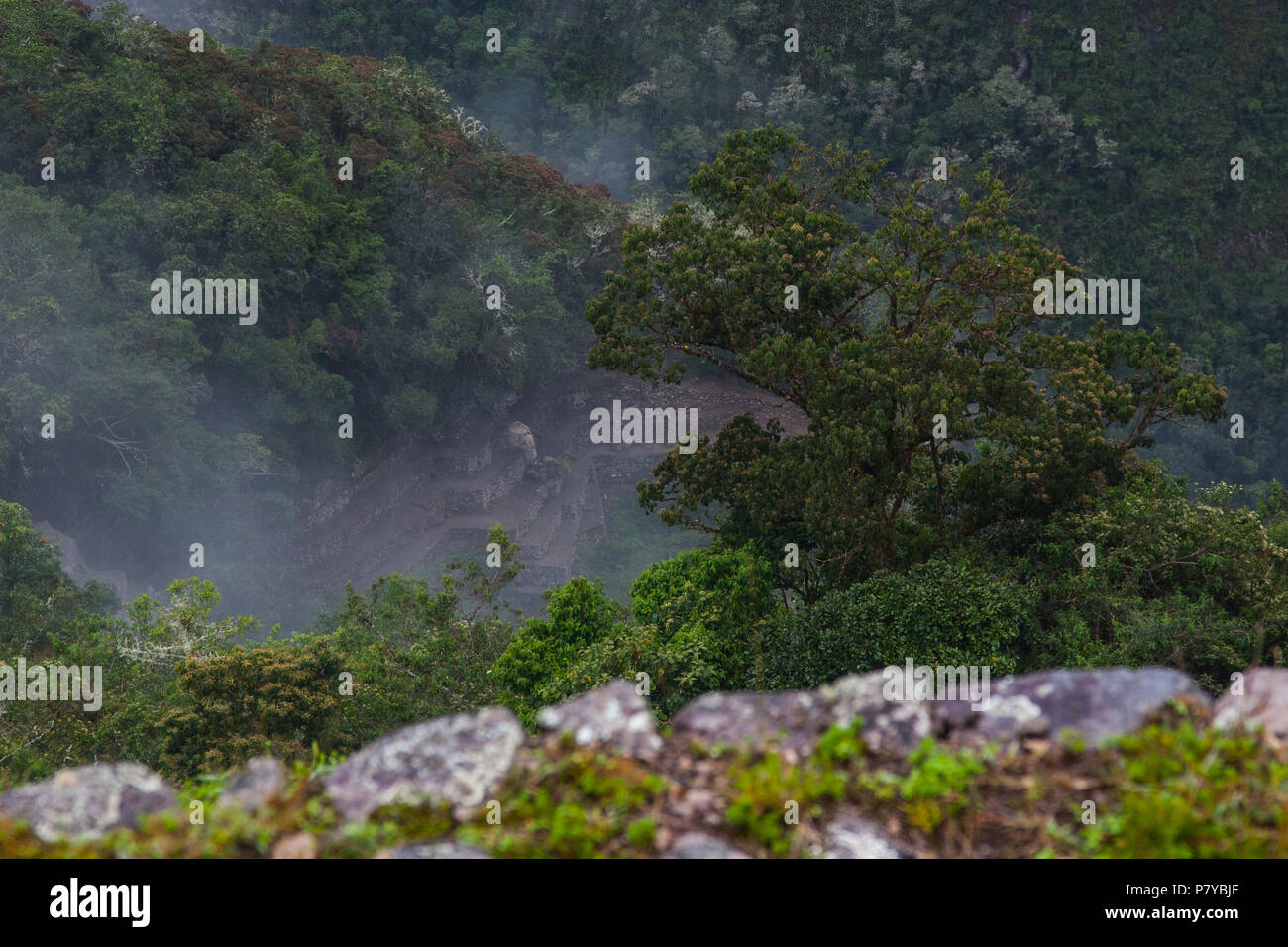 The jungle from a high point of view Stock Photo - Alamy