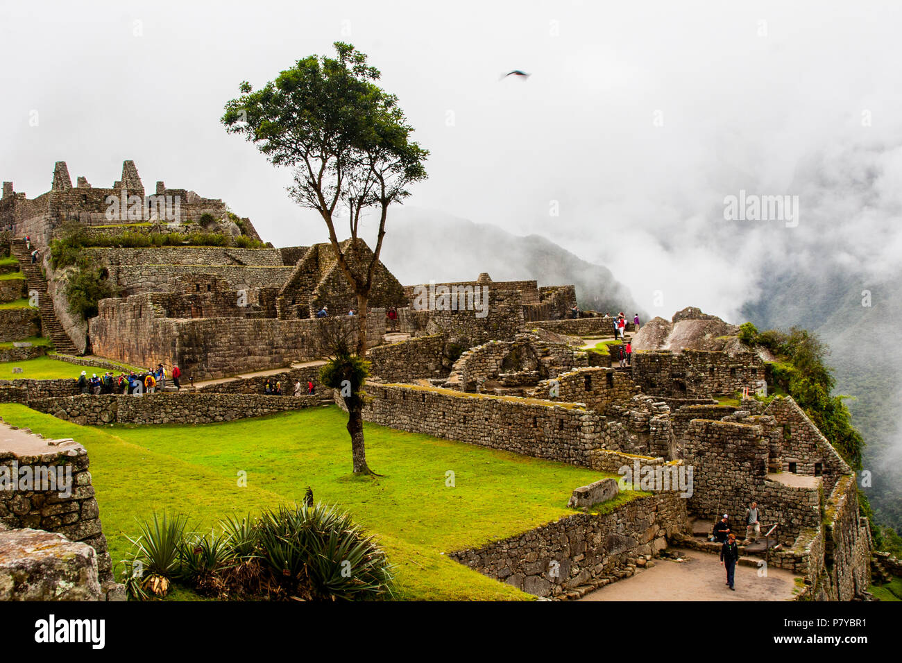 Trees of Machu Picchu Inca city Stock Photo - Alamy