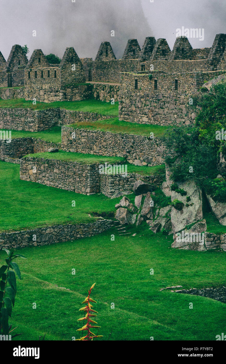 Red and yellow flower at Machu Picchu Stock Photo - Alamy
