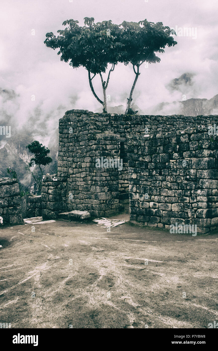 Trees inside an ancient Inca ruin Stock Photo - Alamy