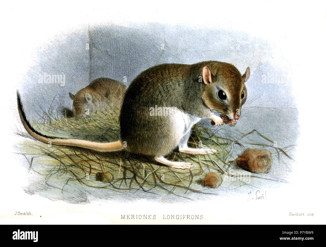 Longifrons hi-res stock photography and images - Alamy