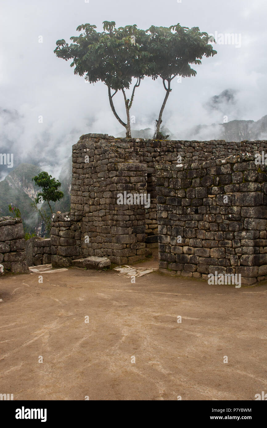 Wild nature inside an ancient stone ruin Stock Photo - Alamy