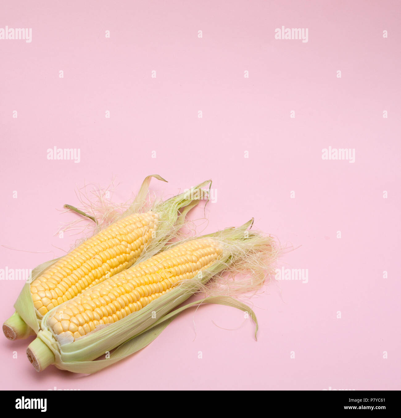 Traditional cooked corn on a blue pink background, close-up. Healthy ...