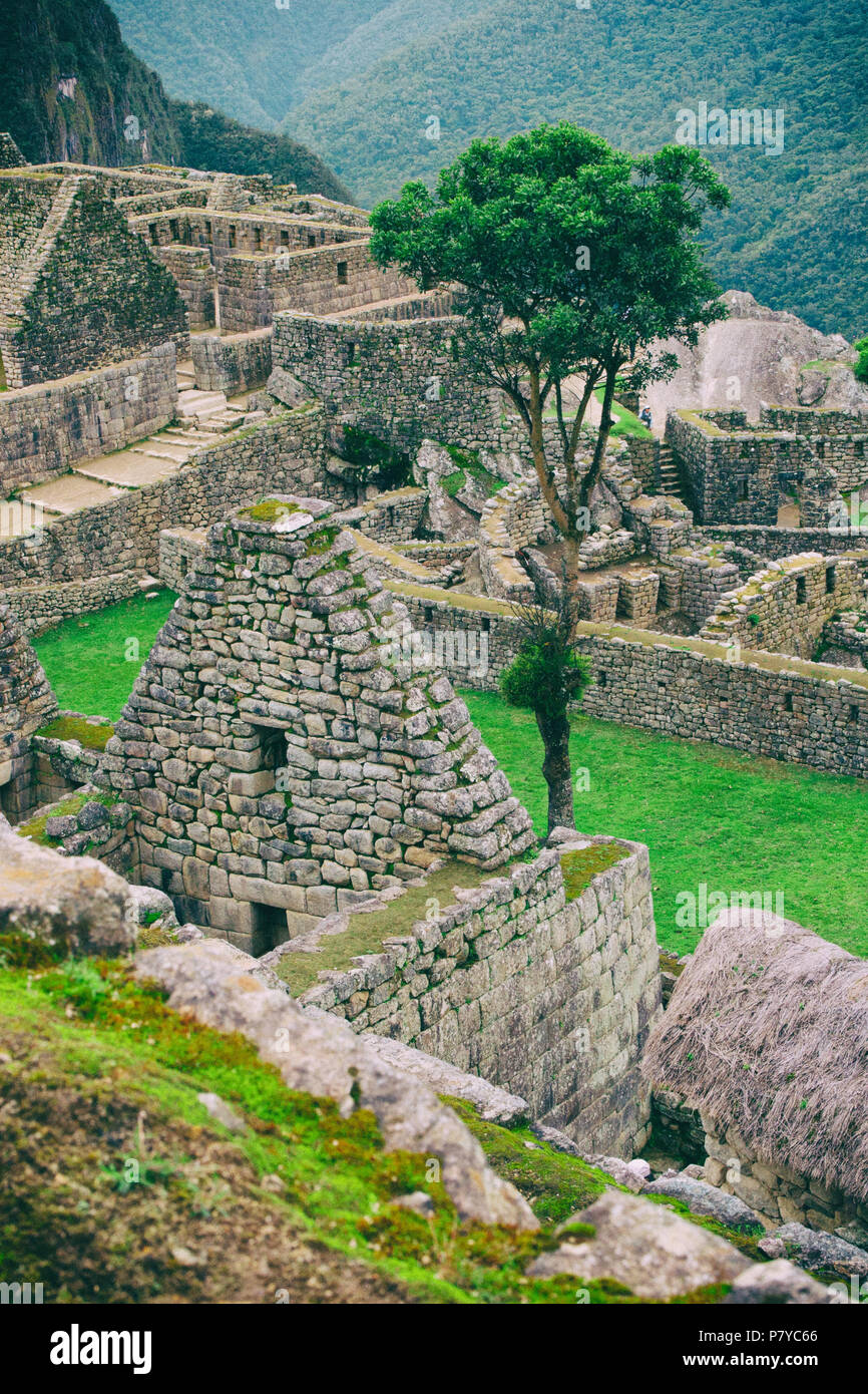 Inca architecture detail in Machu Picchu with tree Stock Photo - Alamy